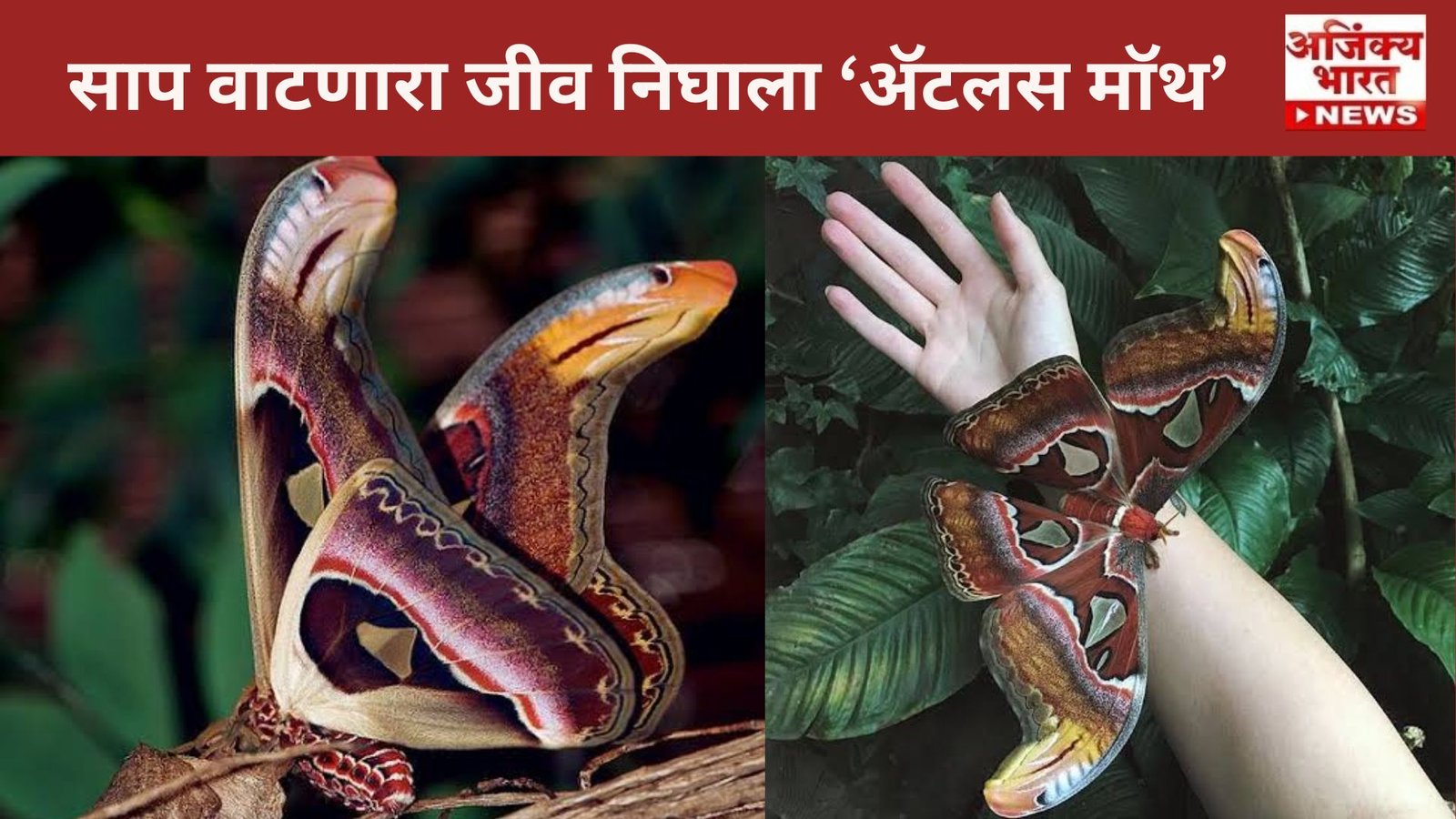 साप वाटणारा जीव निघाला ‘अ‍ॅटलस मॉथ’ ; ऑप्टिकल इल्युजनचा कमाल नमुना! 99% ...